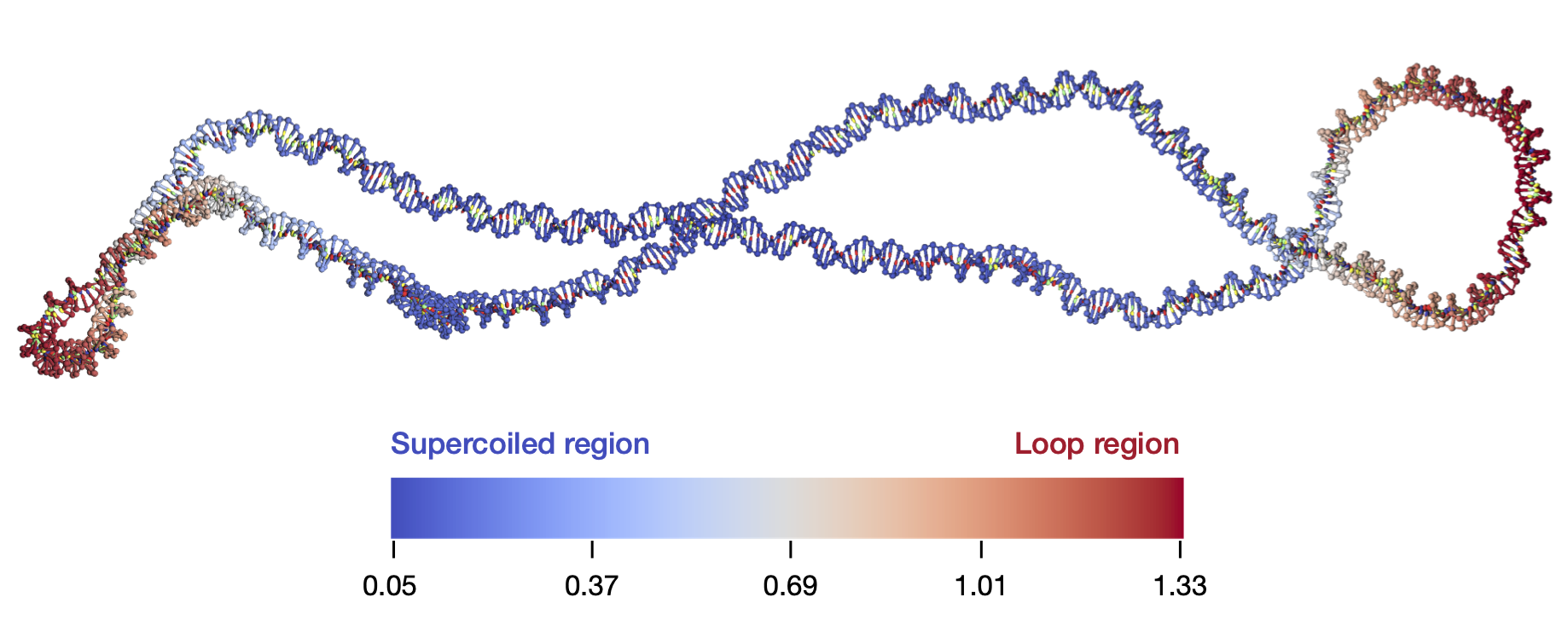 Preprint: Sequence- and supercoiling-dependent effects on the ...