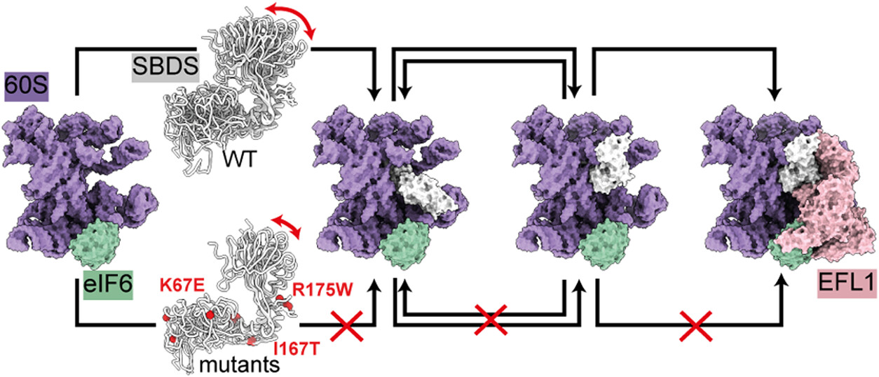 Structural Implications of Missense Point Mutations in Shwachman–Bodian ...